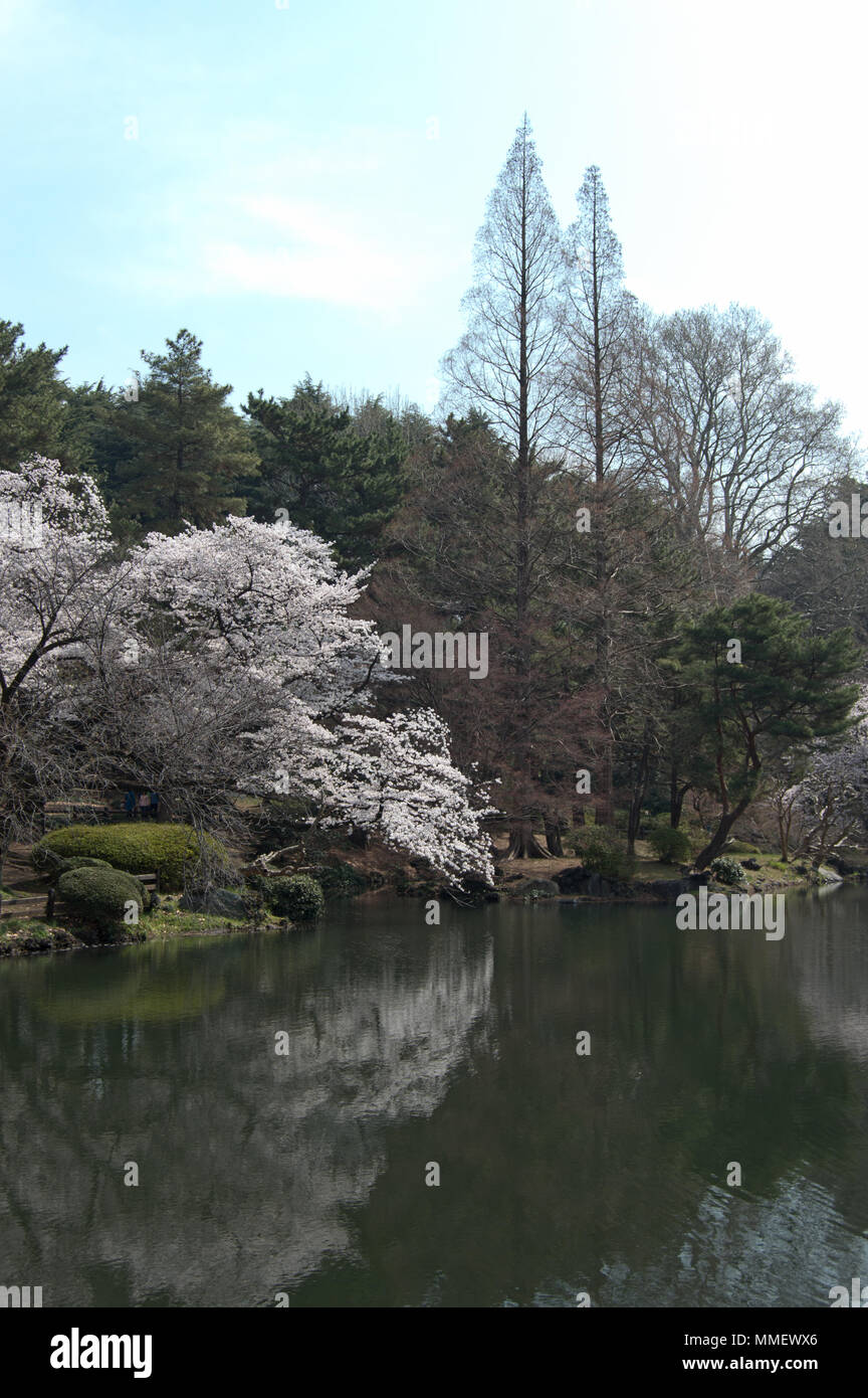 Pond with reflection of cherry trees in Shinjuku Gyoen National Garden ...