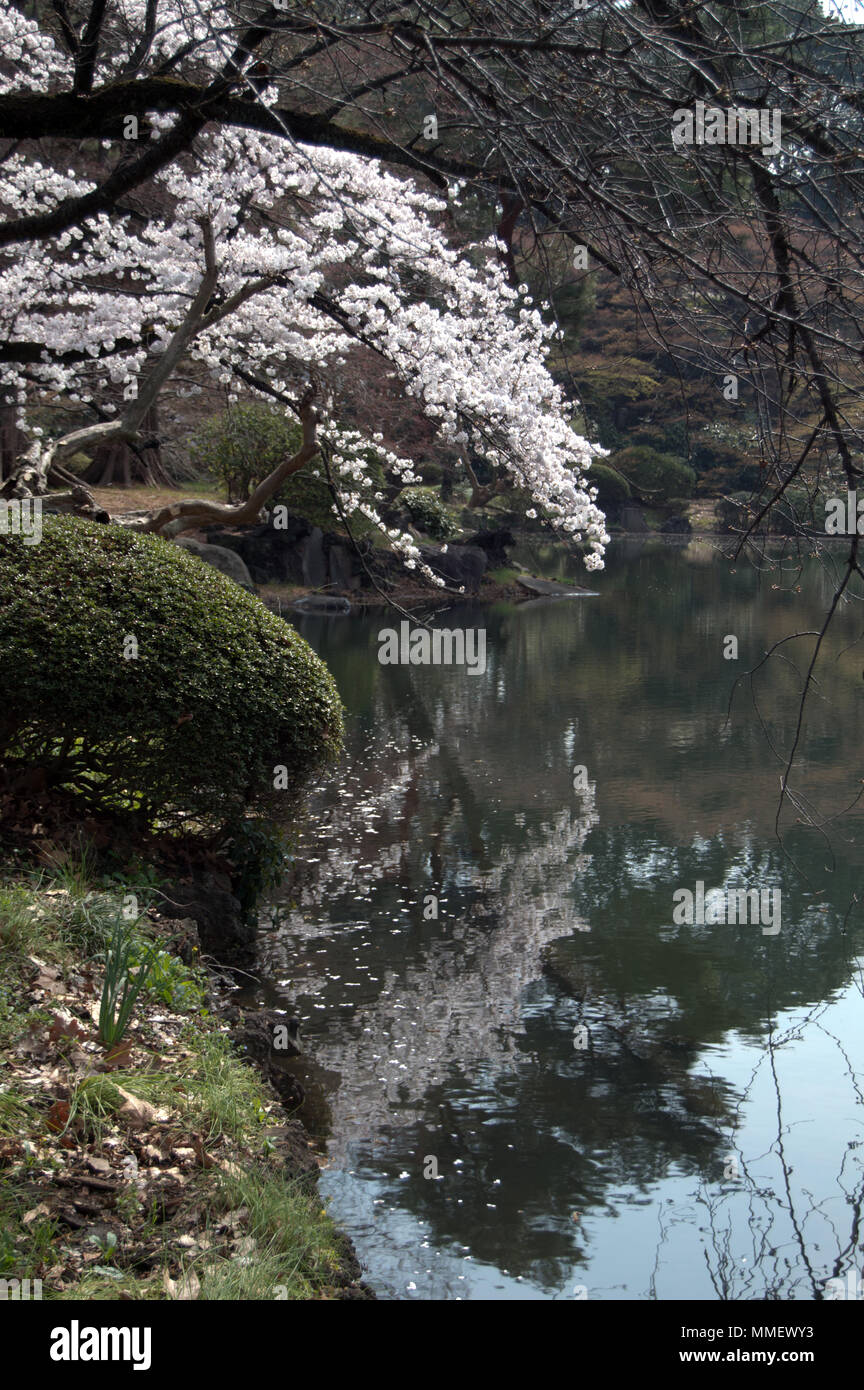 Pond with reflection of cherry trees in Shinjuku Gyoen National Garden ...