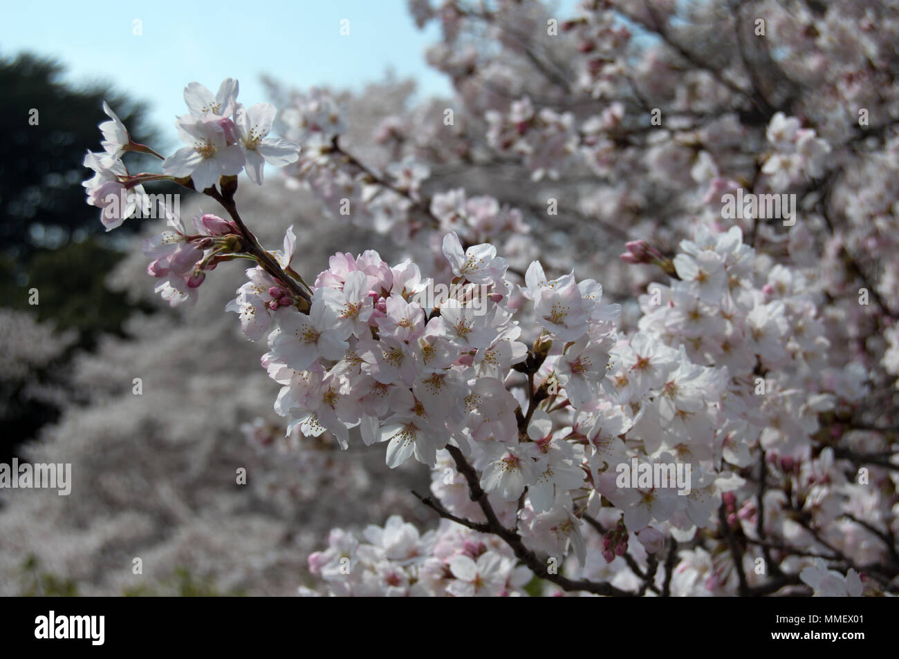 Light pink cherry blossoms (Prunus serrulata) in bloom in Japan during sakura season Stock Photo ...
