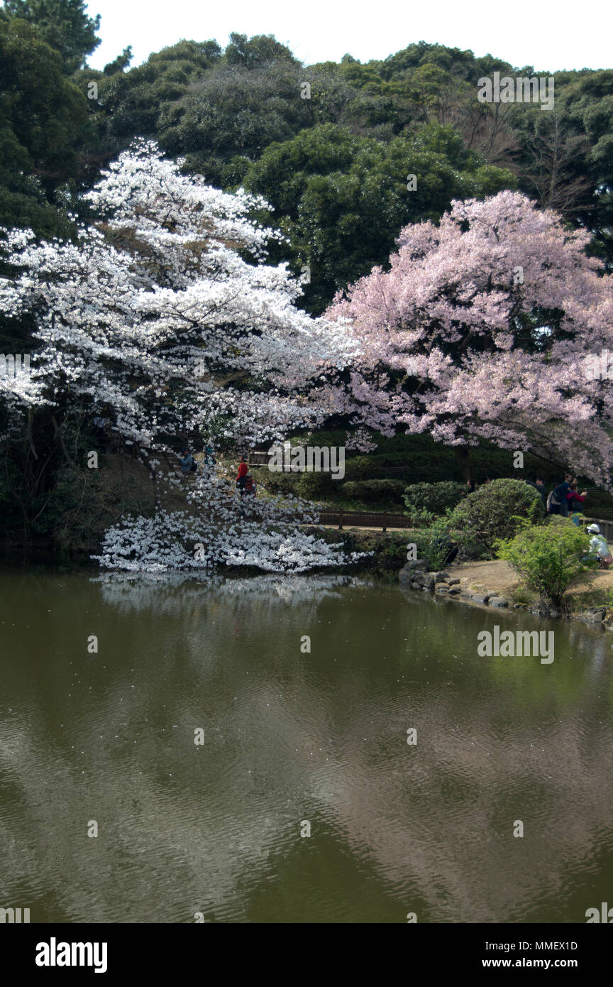 Pond with reflection of cherry trees in Shinjuku Gyoen National Garden ...