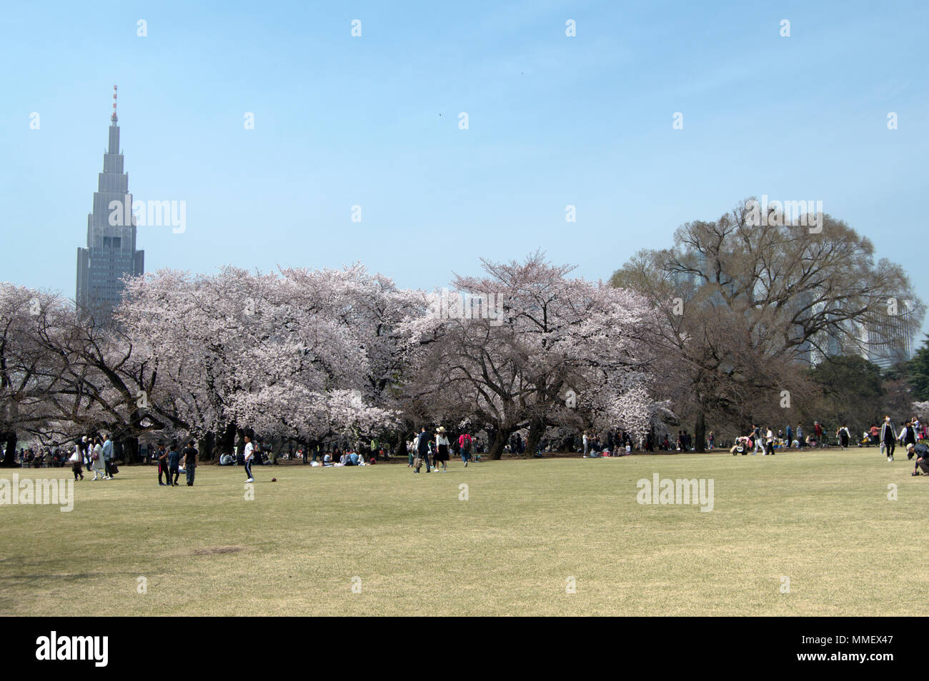 The NTT Docomo tower from Shinjuku Gyoen National Garden, Tokyo Stock ...