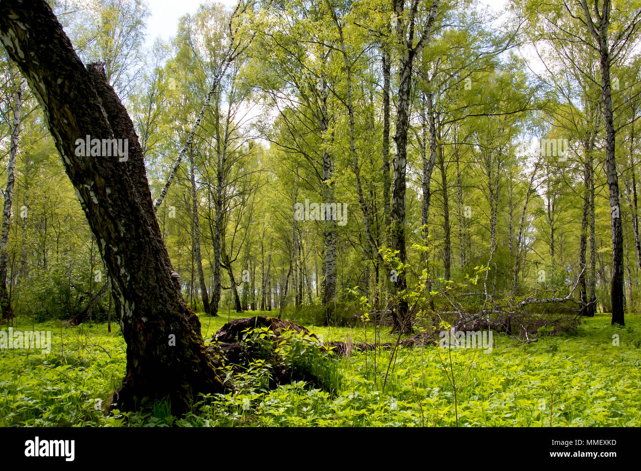 Birch leaf in sunlight hi-res stock photography and images - Alamy