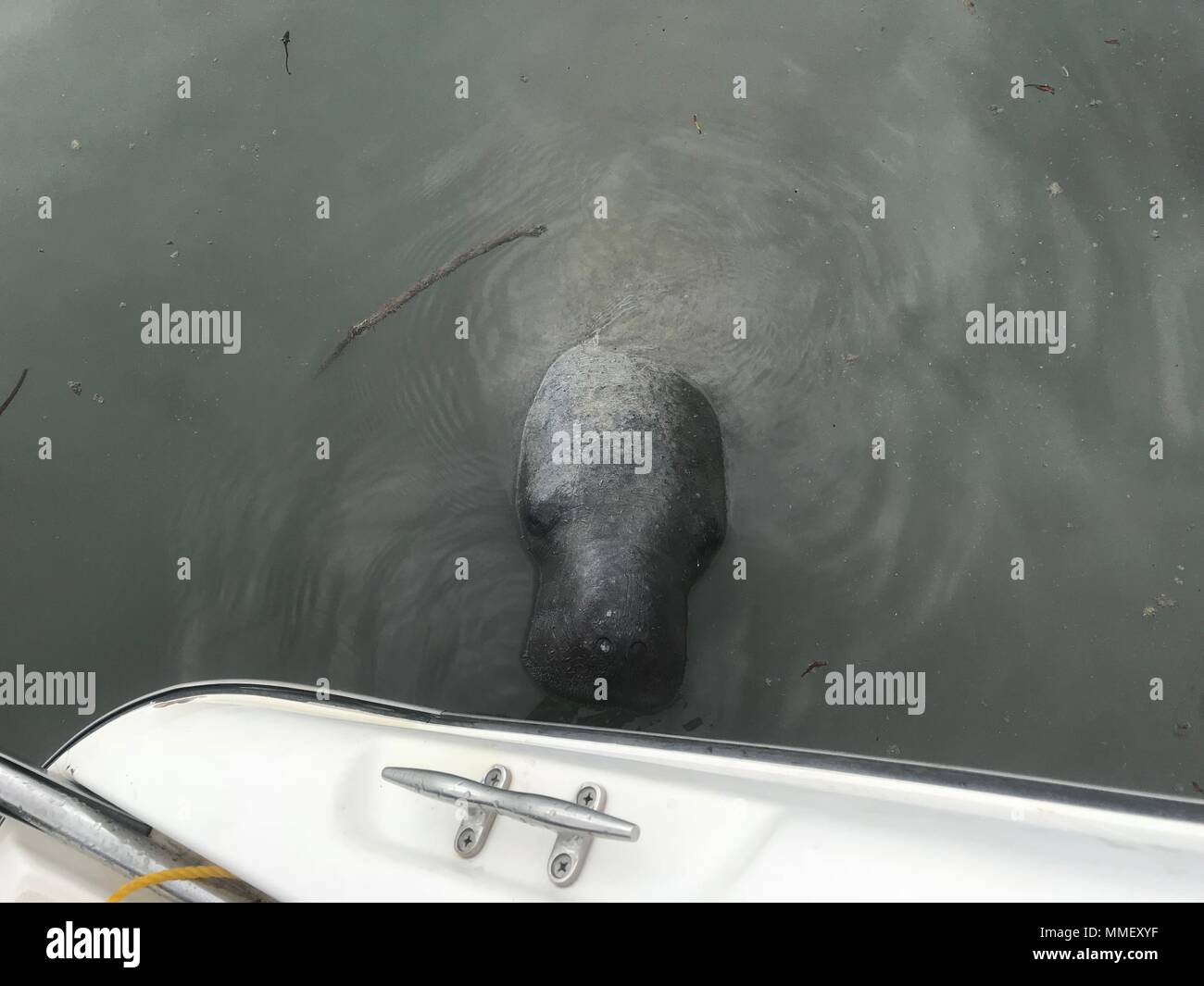 A manatee looks around a sunken vessel caused by Hurricane Maria in ...