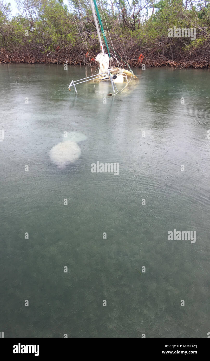 A manatee looks around a sunken vessel caused by Hurricane Maria in ...