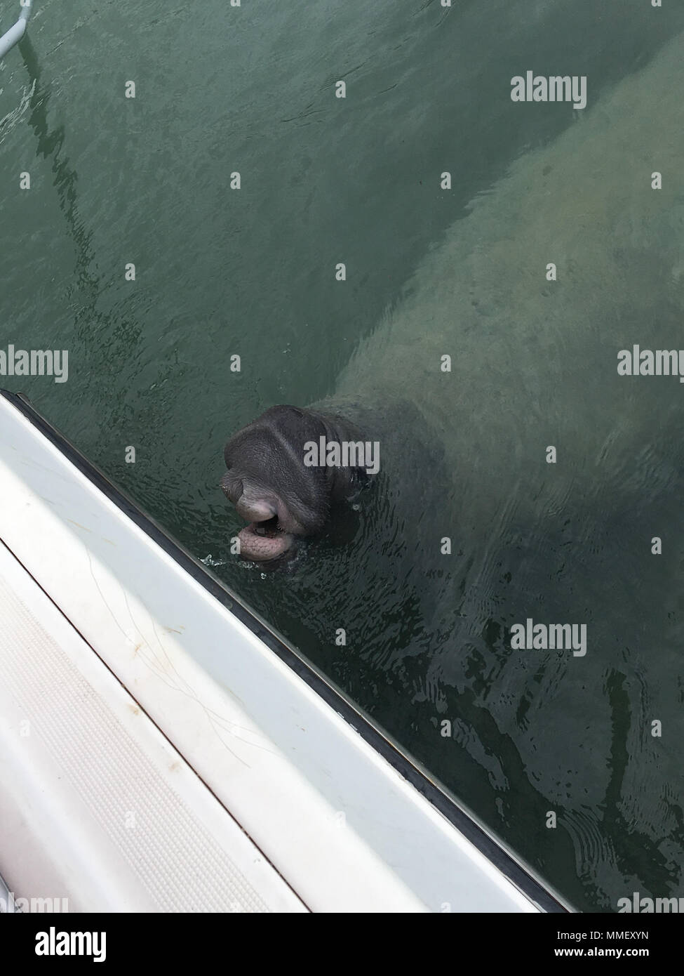 A manatee looks around a sunken vessel caused by Hurricane Maria in ...