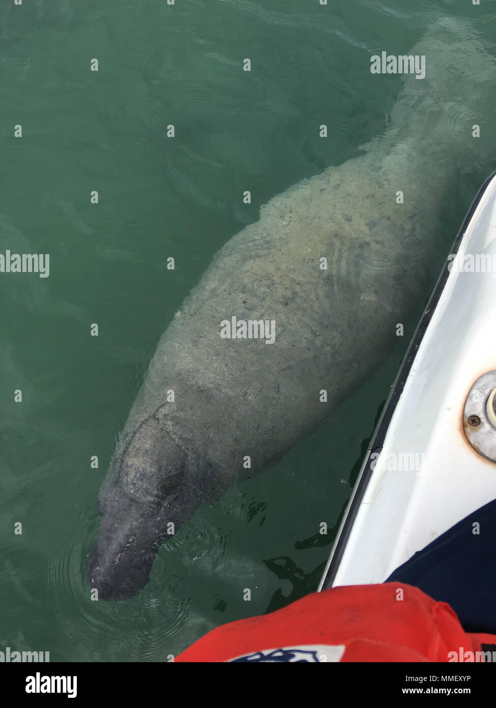 A manatee looks around a sunken vessel caused by Hurricane Maria in ...