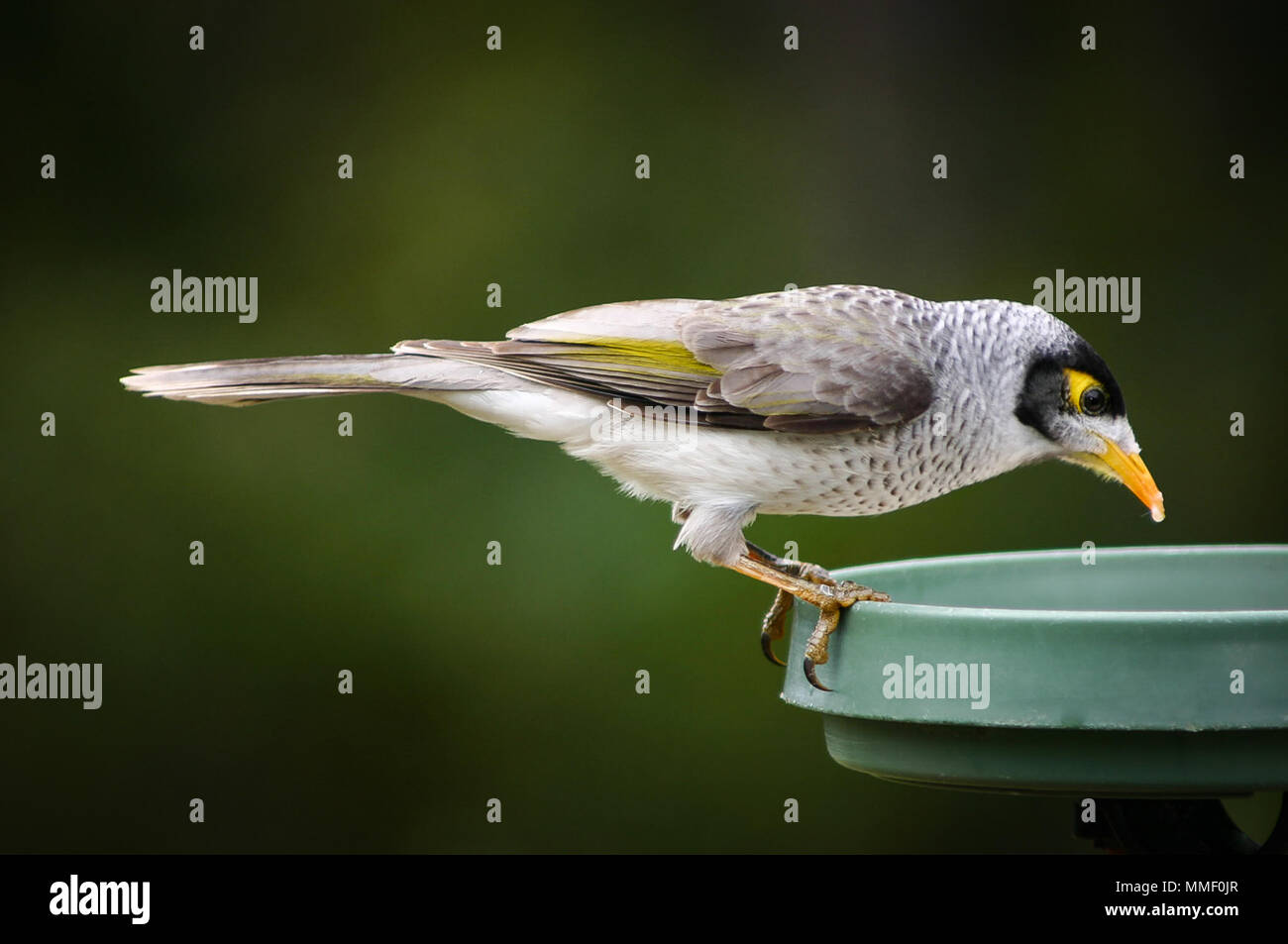 A noisy miner colloquially known as a micky bird eating nectar from ...
