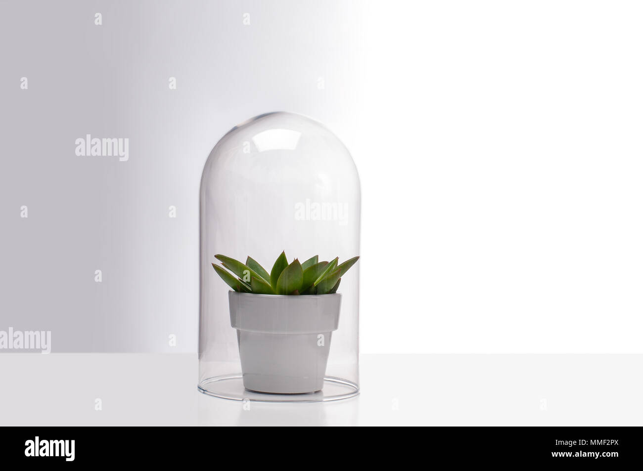 Succulent houseplant inside a glass terrarium. Protected plant inside a ...