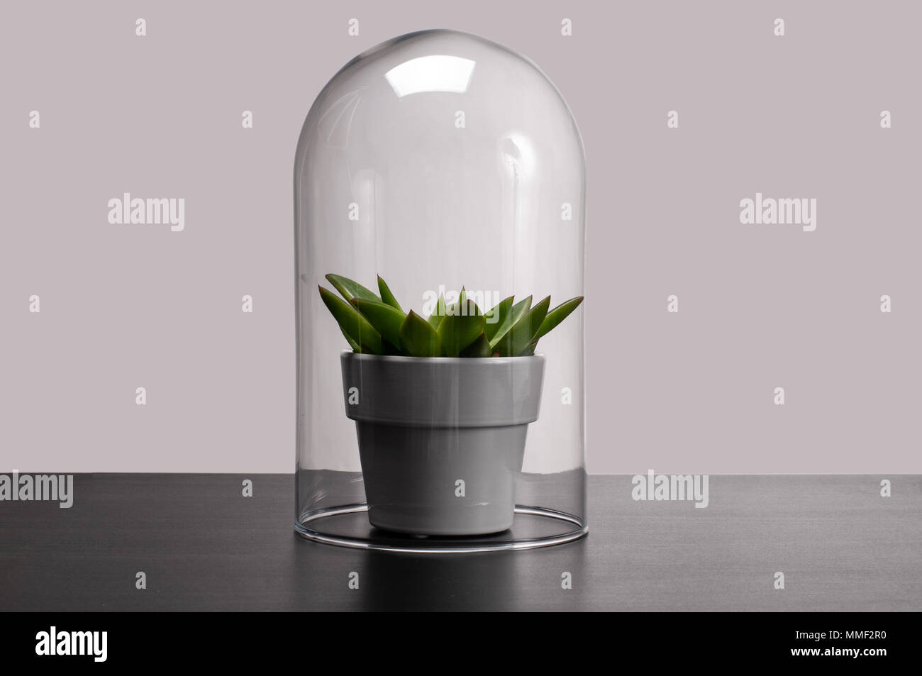 Succulent houseplant inside a glass terrarium. Protected plant inside a ...
