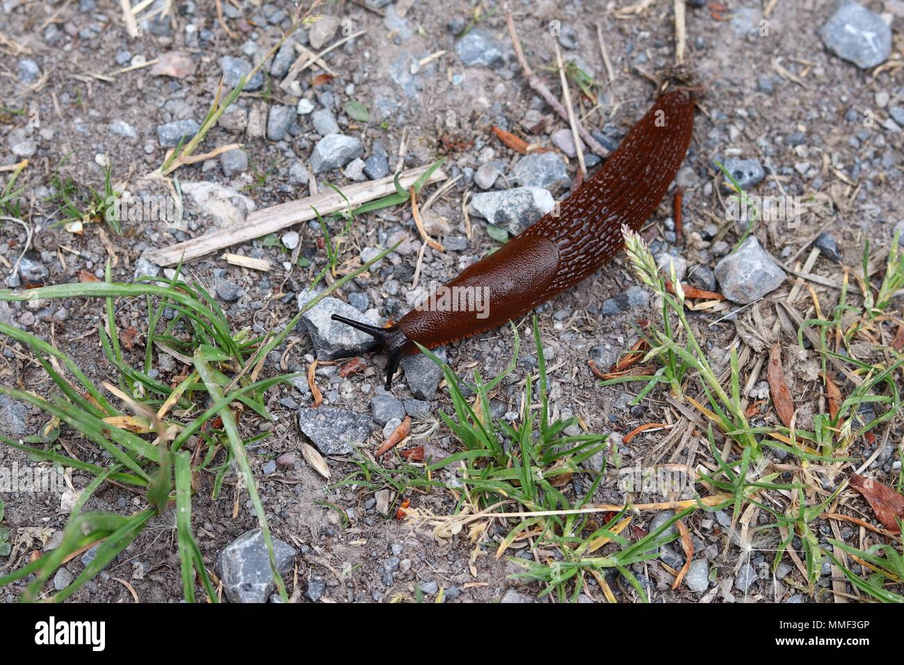 Slug eggs hi-res stock photography and images - Alamy