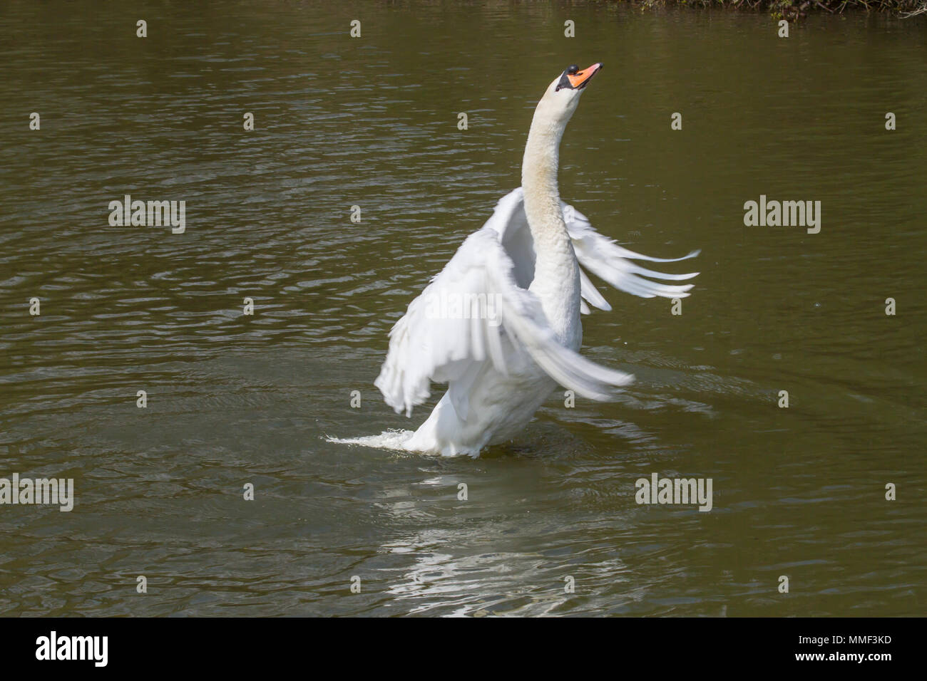 Photo of a male Mute swan stretching his wings with reflections in the ...