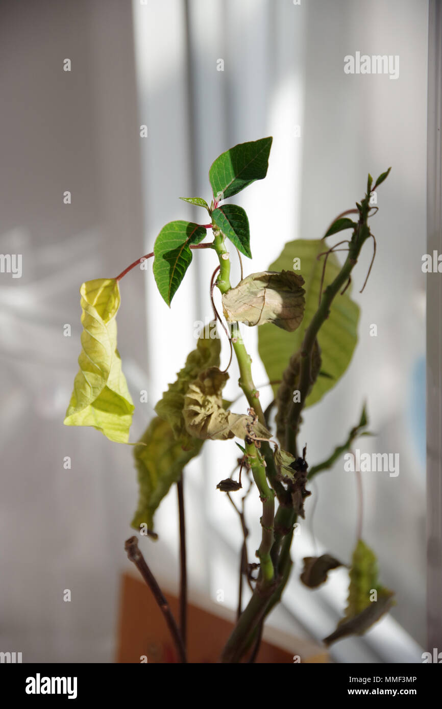 Withered shapes hi-res stock photography and images - Alamy