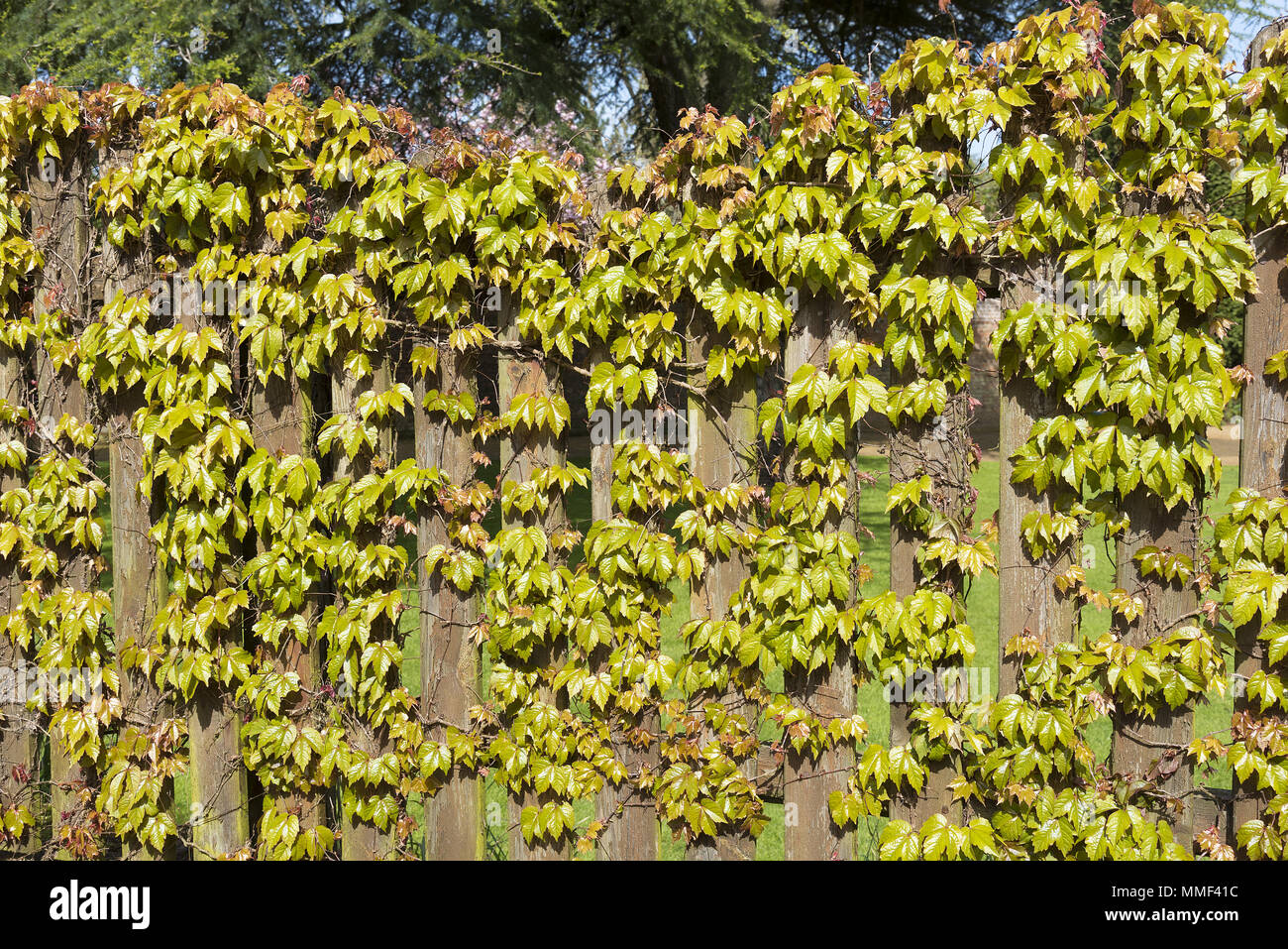 Virginia creeper climbing over a wooden fence in the Spring showing ...