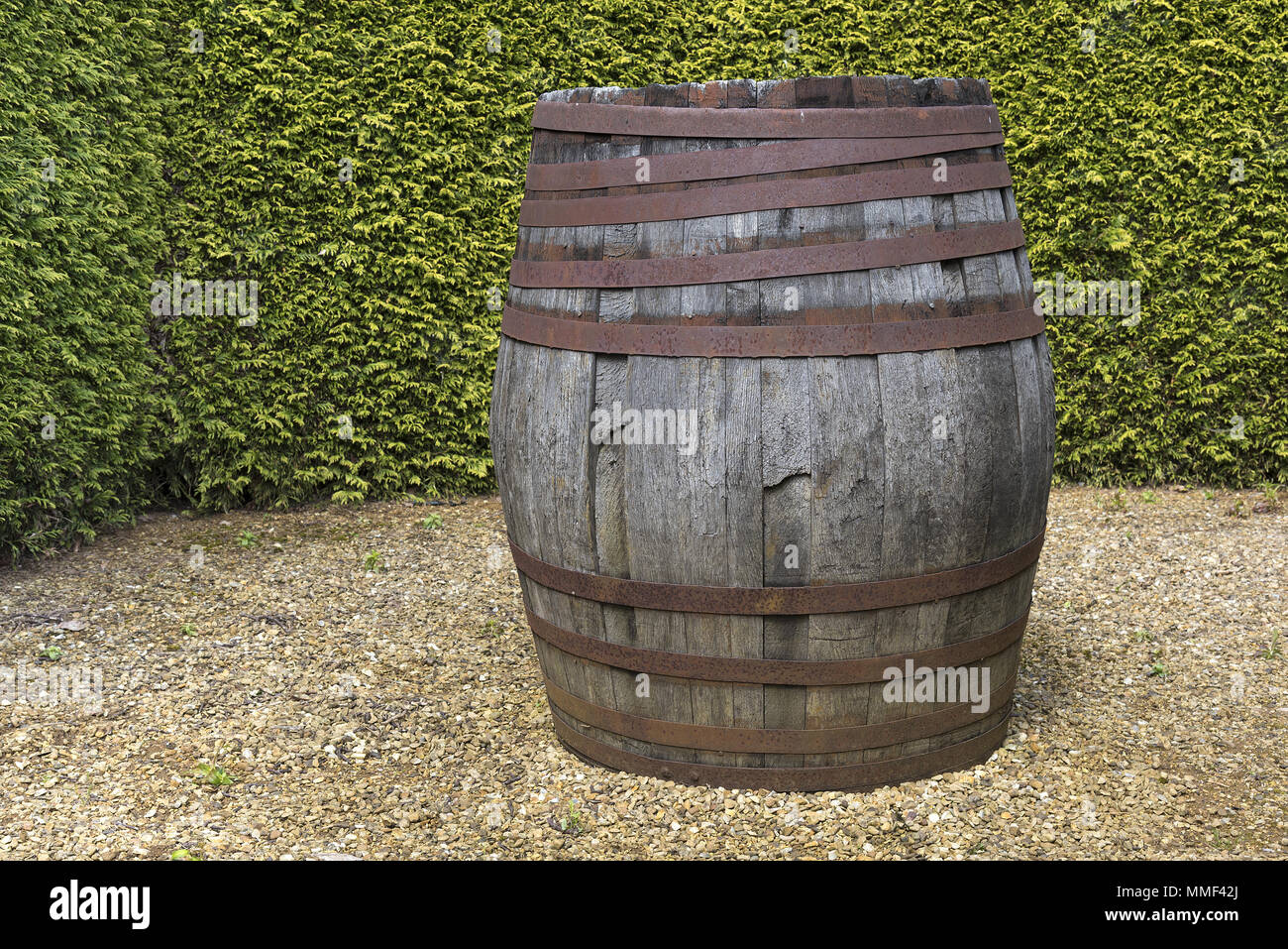 Old wooden barrel standing in front of green tall bushes Stock Photo ...