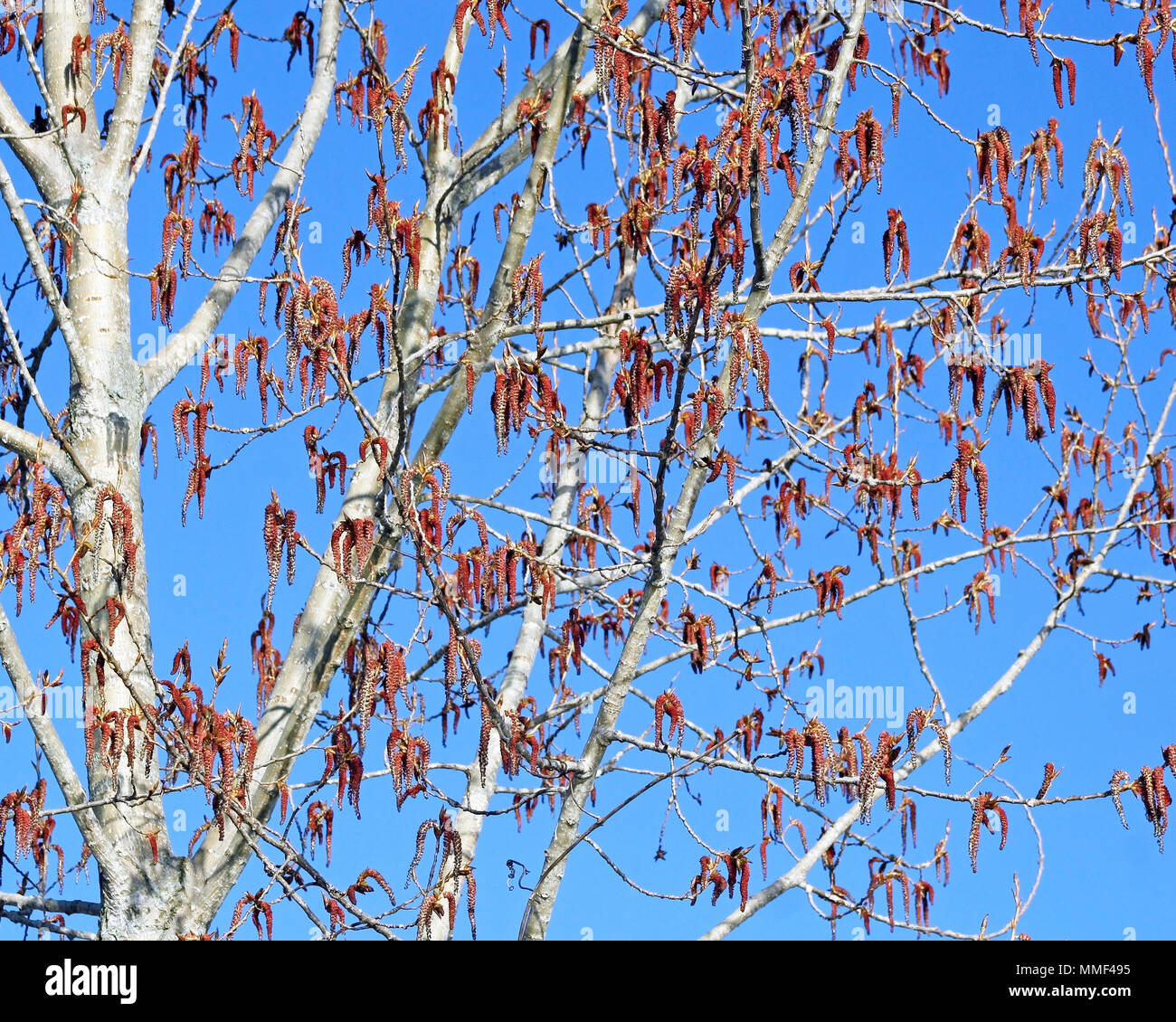 New growth and seeds dangle from the spindly branches of a Birch tree ...