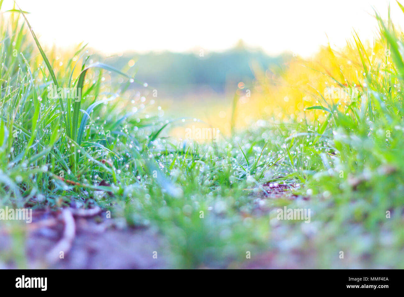 Dew trail hi-res stock photography and images - Alamy