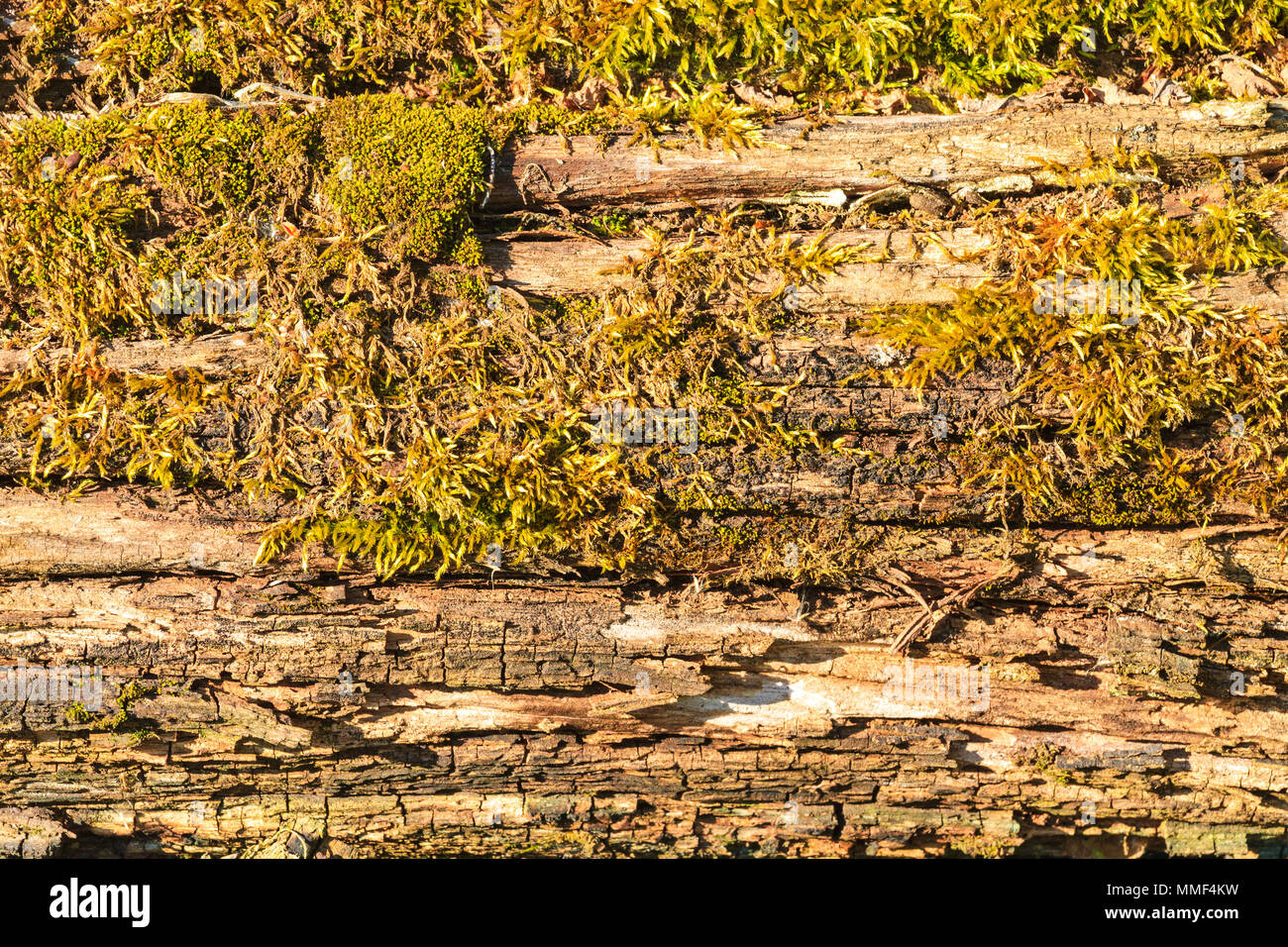 wooden texture of a rotten tree and moss Stock Photo - Alamy