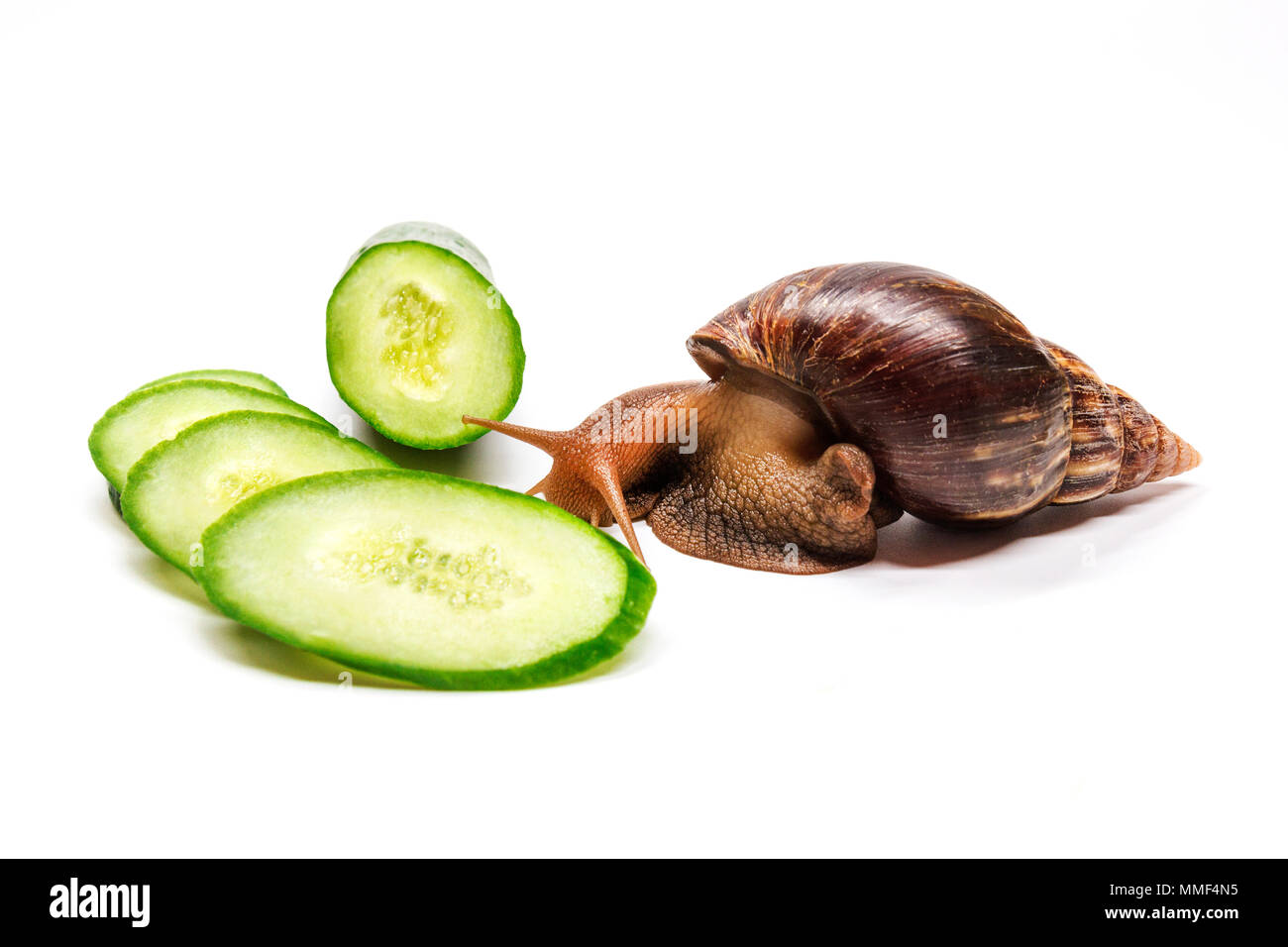 cucumber and snail on a white background Stock Photo - Alamy