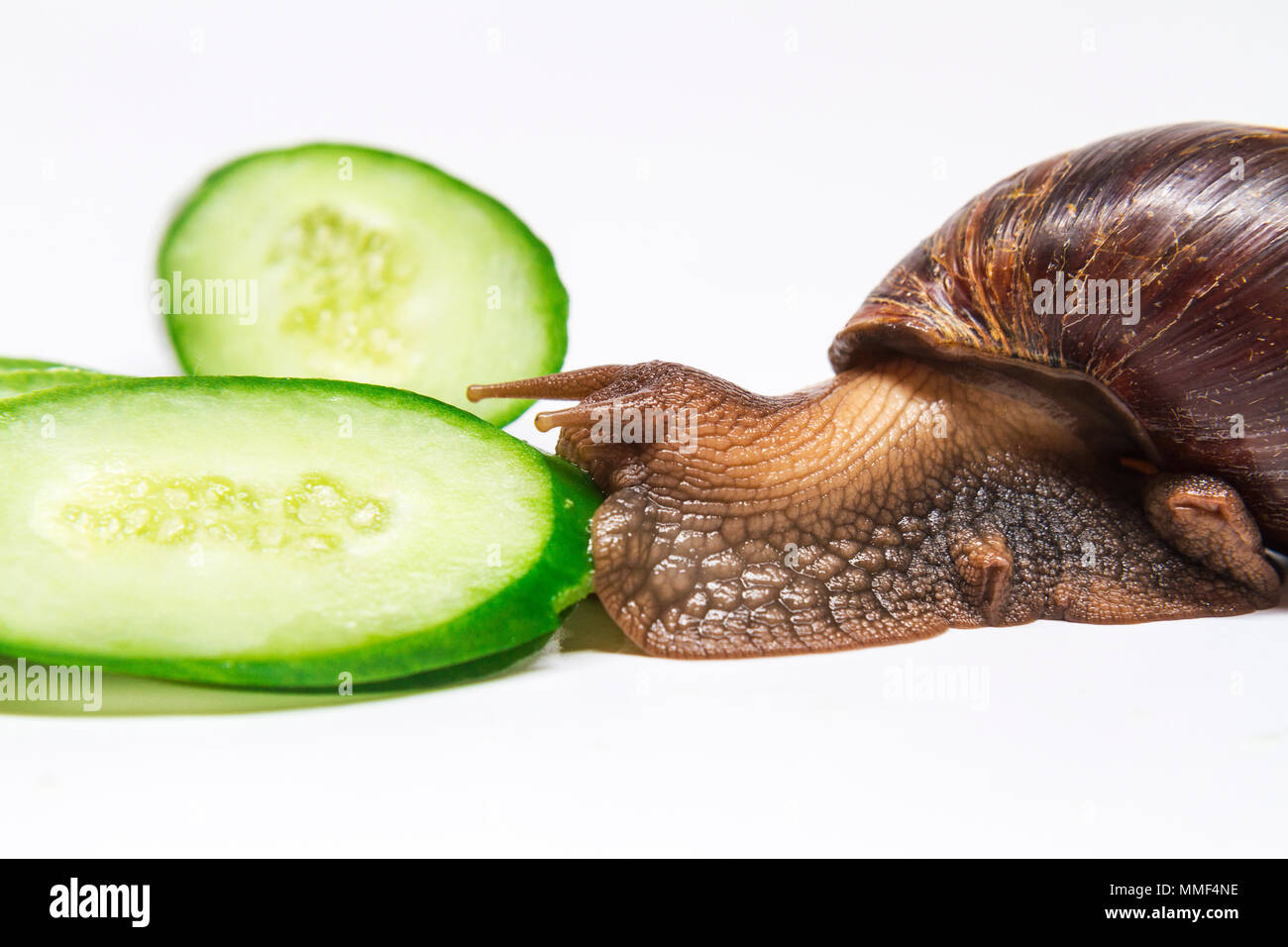 Slug on cucumber hi-res stock photography and images - Alamy