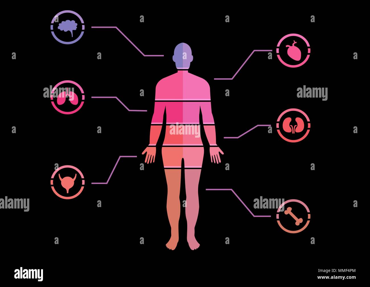 Human Body chart Stock Photo - Alamy
