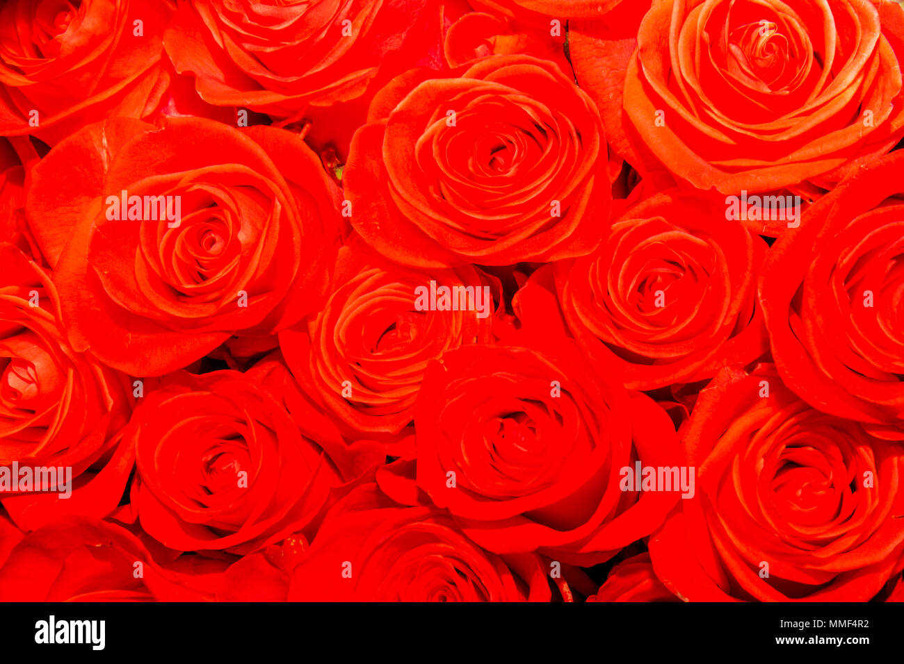 texture flowers red roses Stock Photo - Alamy