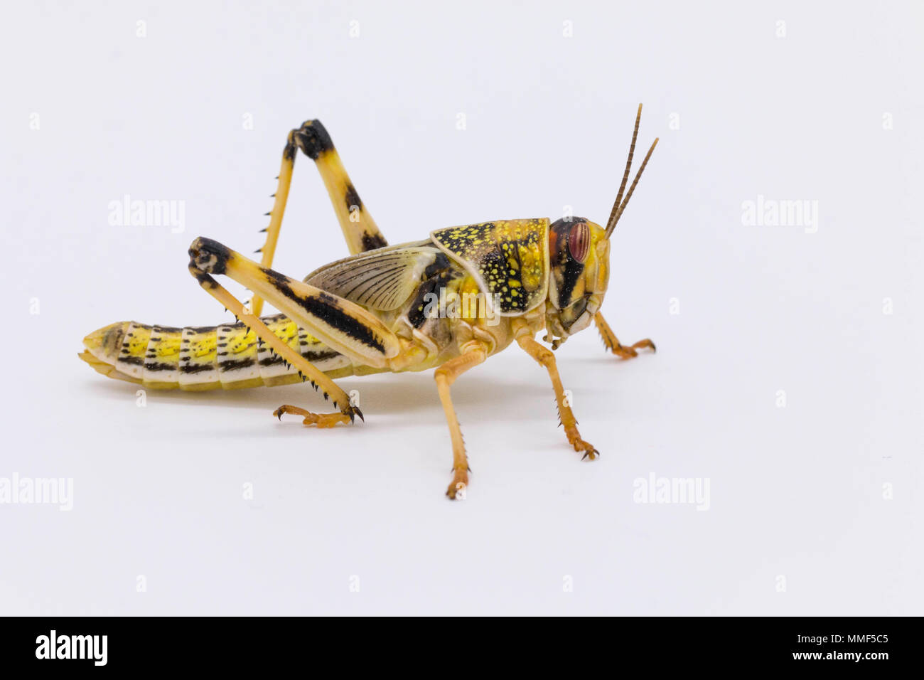 Locust hopper hi-res stock photography and images - Alamy