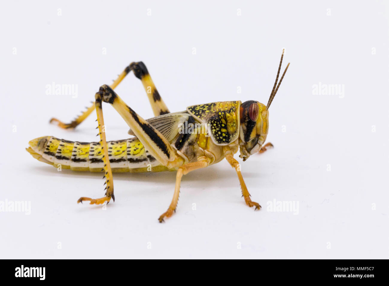 Locust Plague High Resolution Stock Photography and Images - Alamy