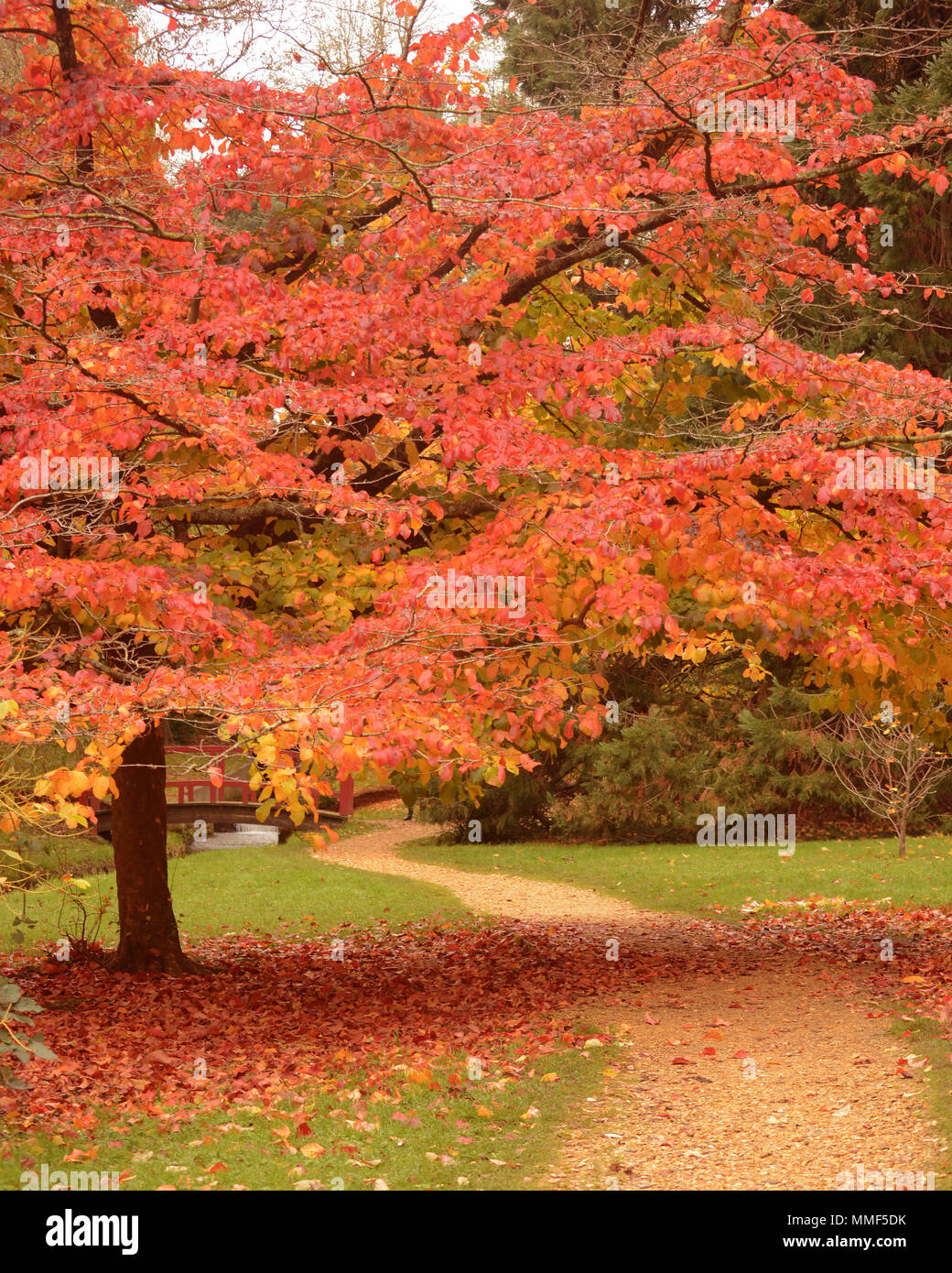 Autumn Leaves United Kingdom Stock Photo - Alamy