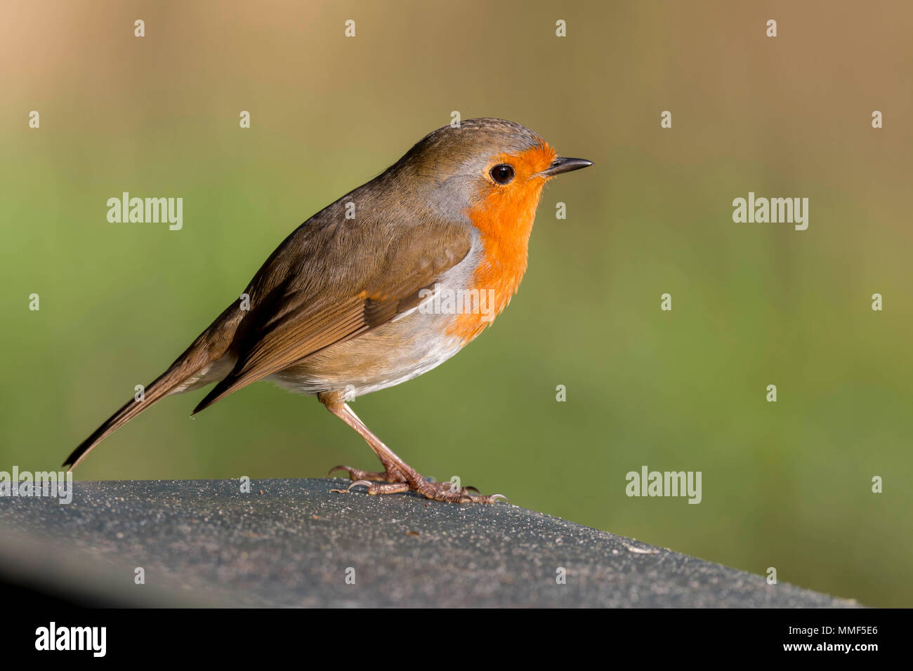 Robin bird uk hi-res stock photography and images - Alamy