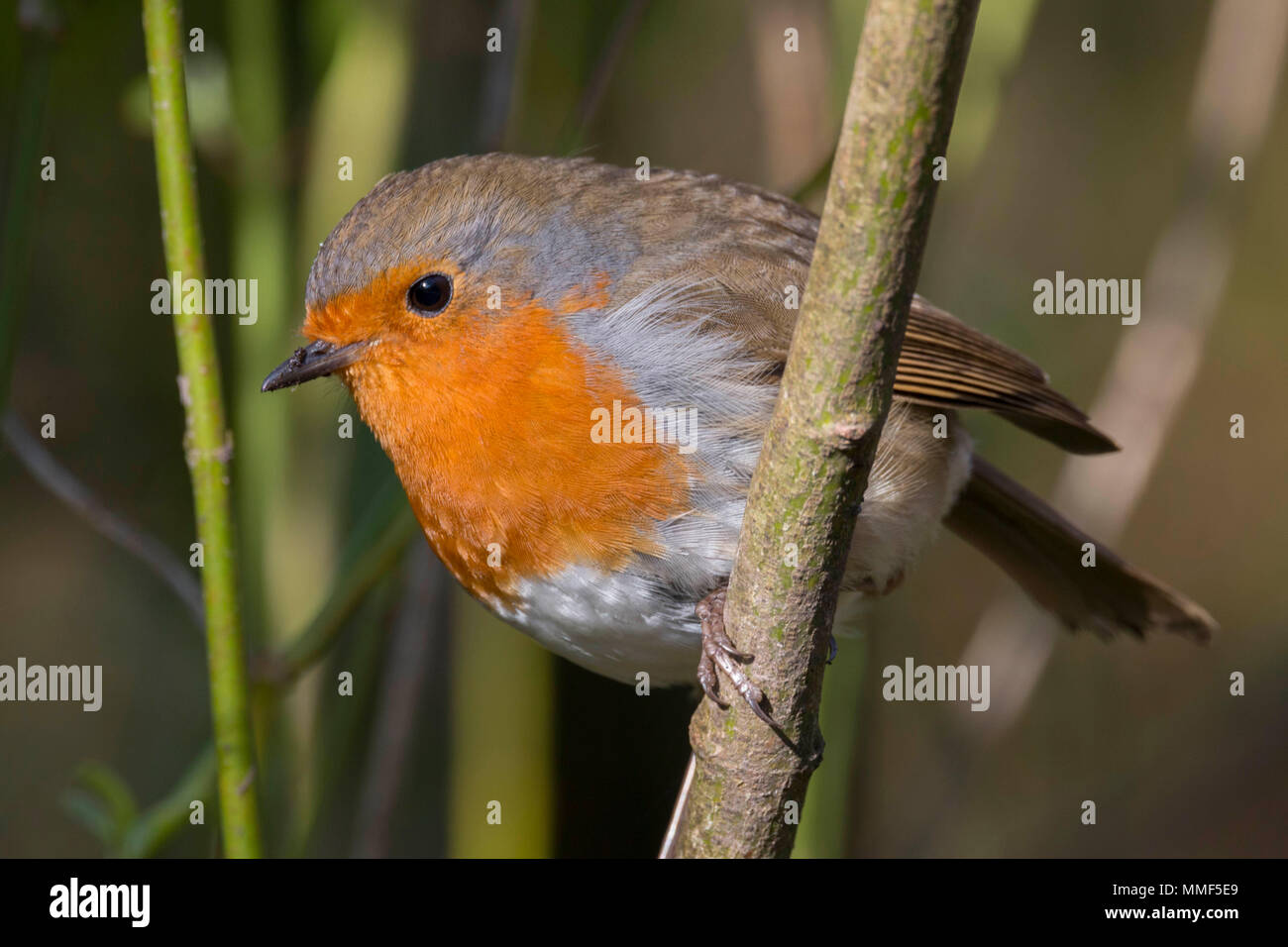 Robin bird uk close hi-res stock photography and images - Alamy
