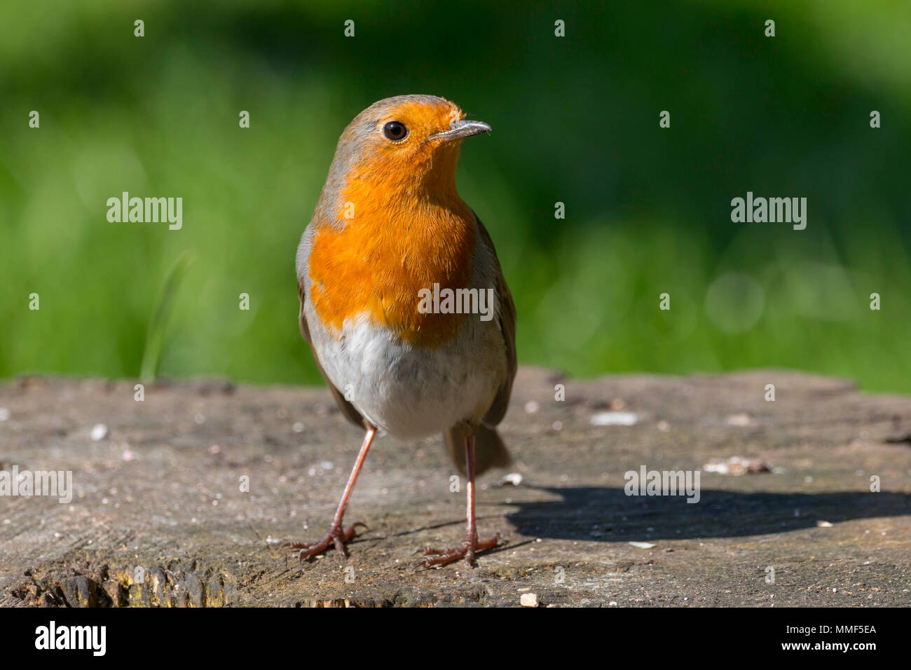 Robin copyspace hi-res stock photography and images - Alamy
