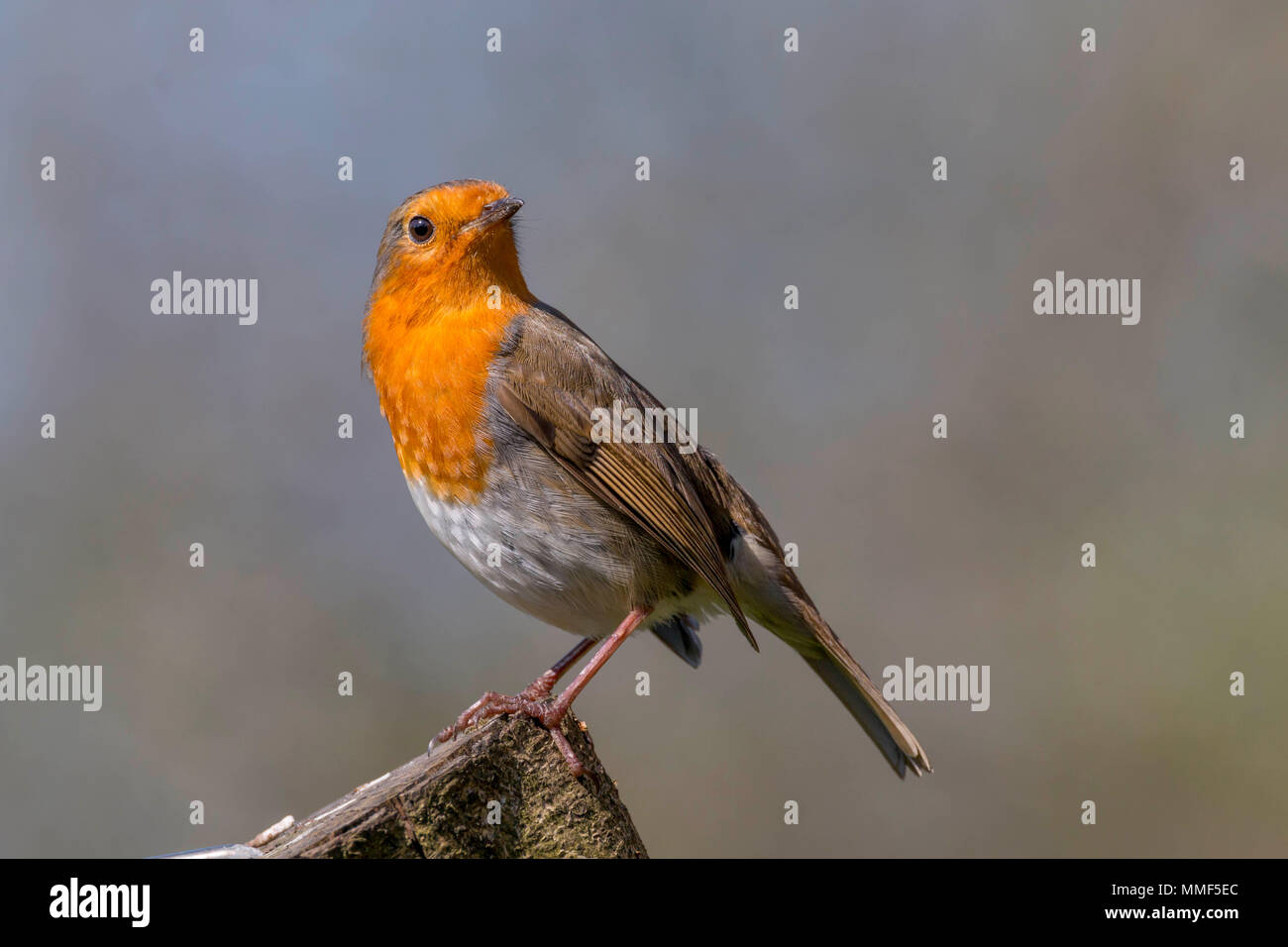 Robin copyspace hi-res stock photography and images - Alamy