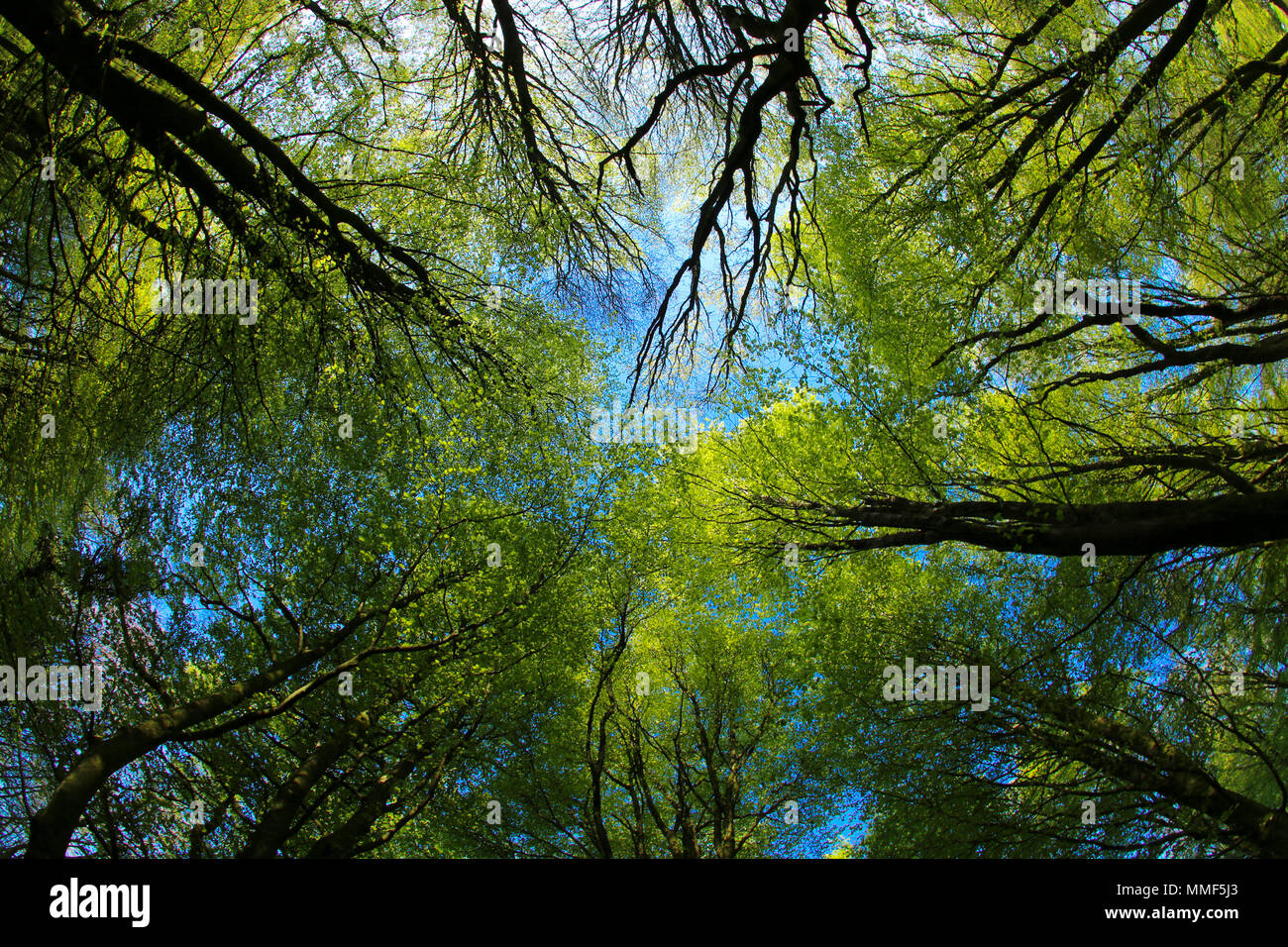 Fresh and wild cardiff hi-res stock photography and images - Alamy