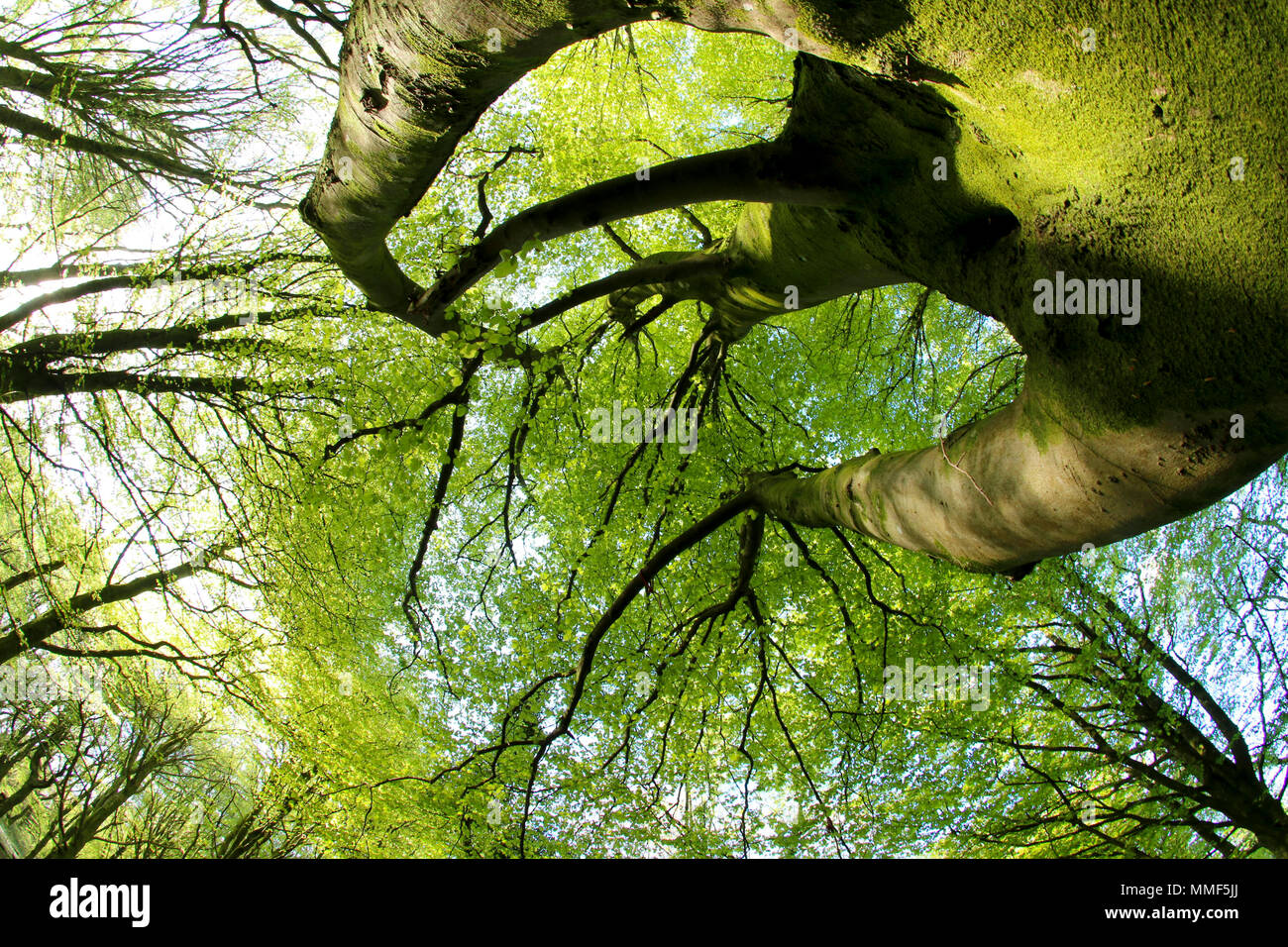 Abstract art of rural south hi-res stock photography and images - Alamy