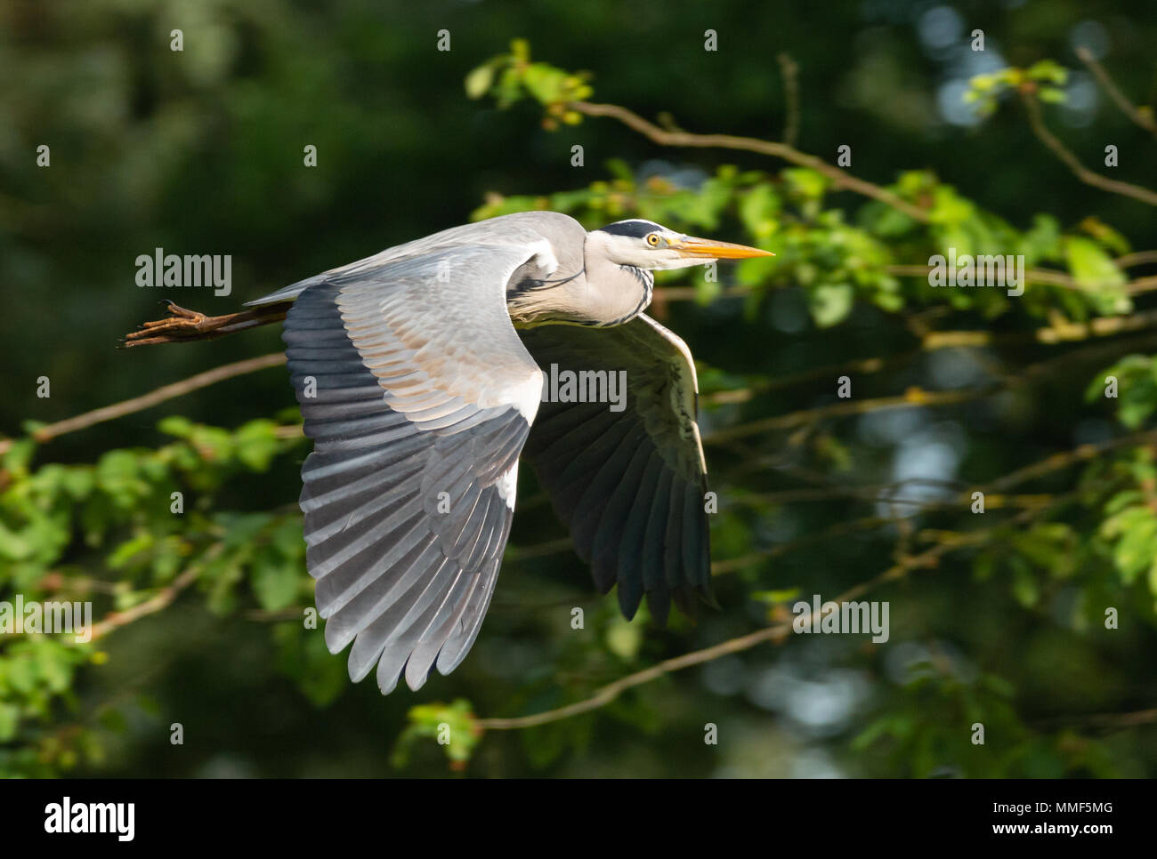 Flying gray heron hi-res stock photography and images - Alamy
