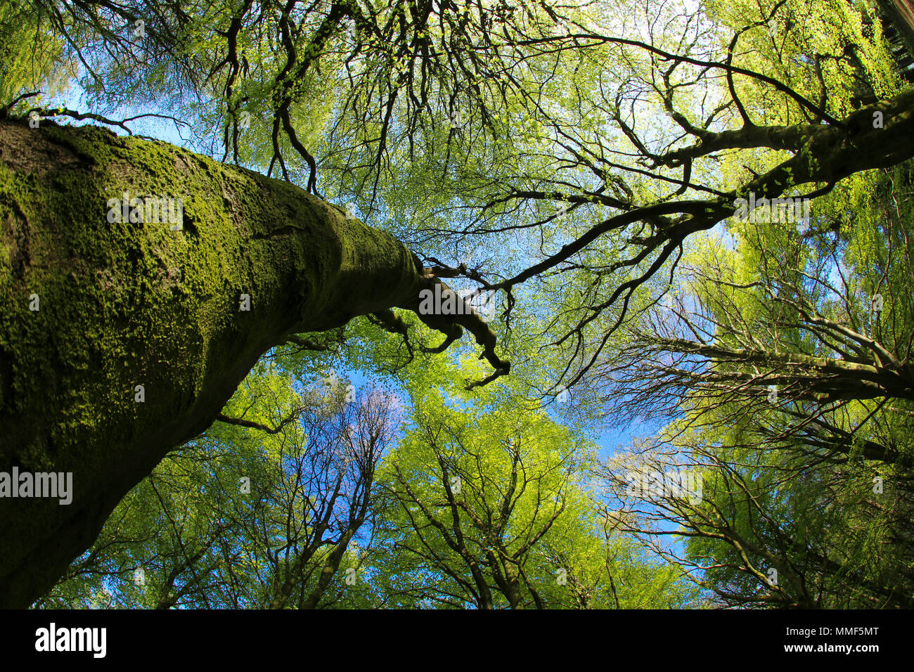 Beech tree bluebell woodland at the Wenallt, Rhiwbina, Cardiff, South ...