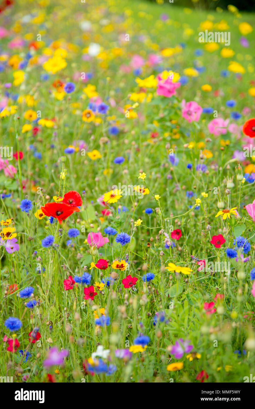 Bright flower field hi-res stock photography and images - Alamy
