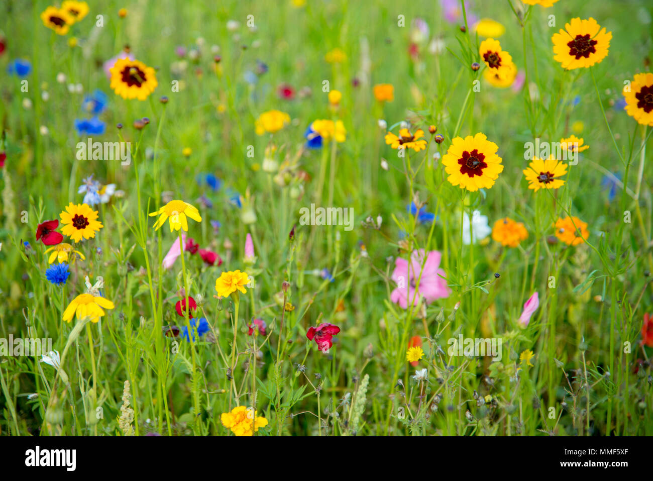 Bright flower field hi-res stock photography and images - Alamy