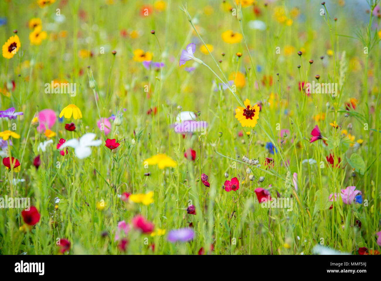 Wild Flower meadow Stock Photo - Alamy