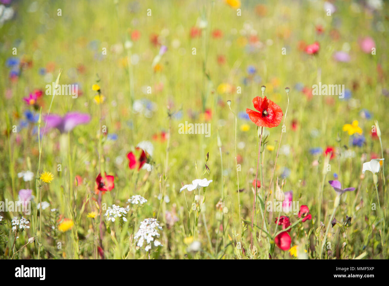 Summer meadow full wild hi-res stock photography and images - Alamy