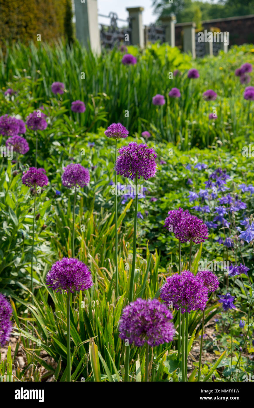 Opulent bloom hi-res stock photography and images - Alamy