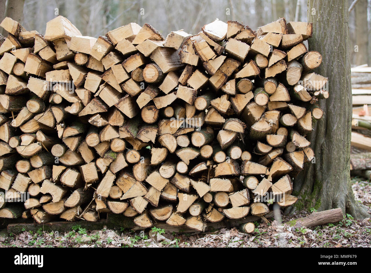 Pile of wood in the forest Stock Photo - Alamy
