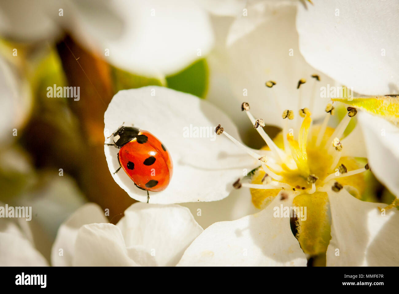 Apple blossom beetle hi-res stock photography and images - Alamy