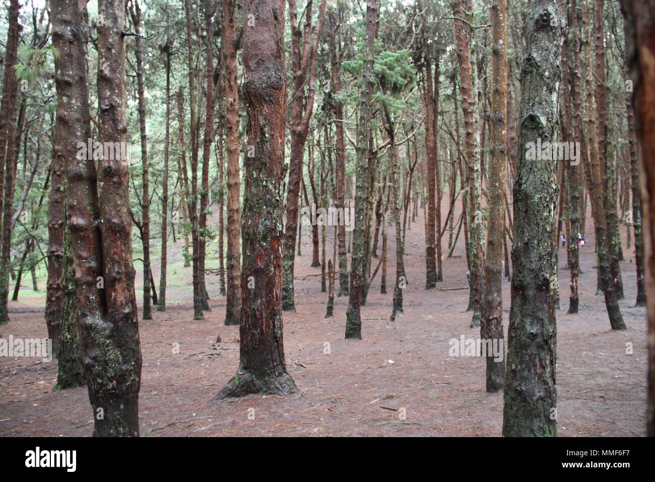 Trees in a Line Stock Photo - Alamy