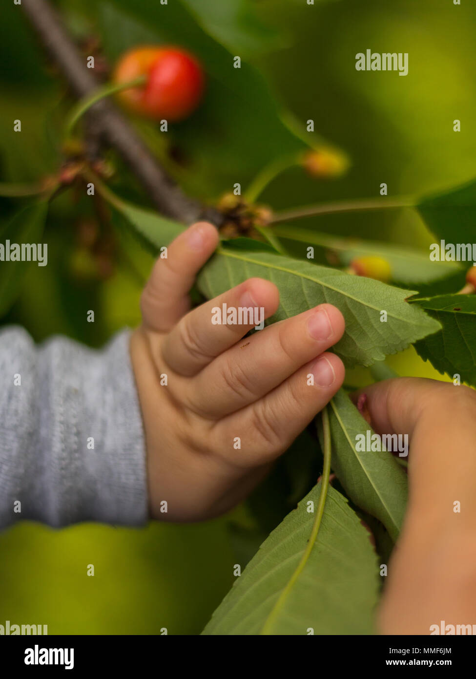 Hand touching fruits hi-res stock photography and images - Alamy