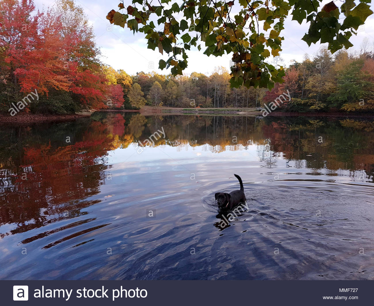 Black Labrador Retriever Standing High Resolution Stock Photography and ...