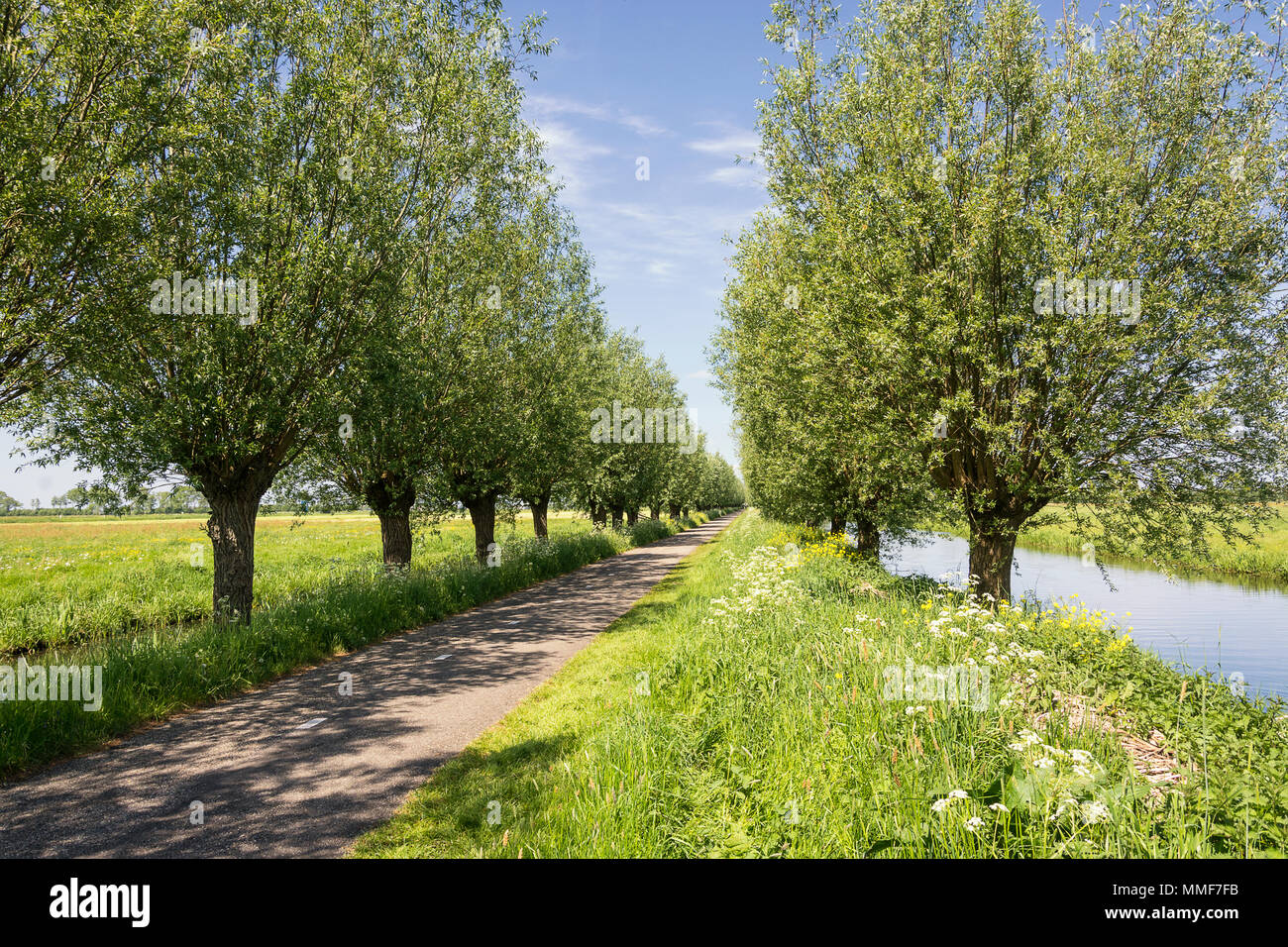 Typical Dutch landscape with cyclepath, willows, trees, grassland ...