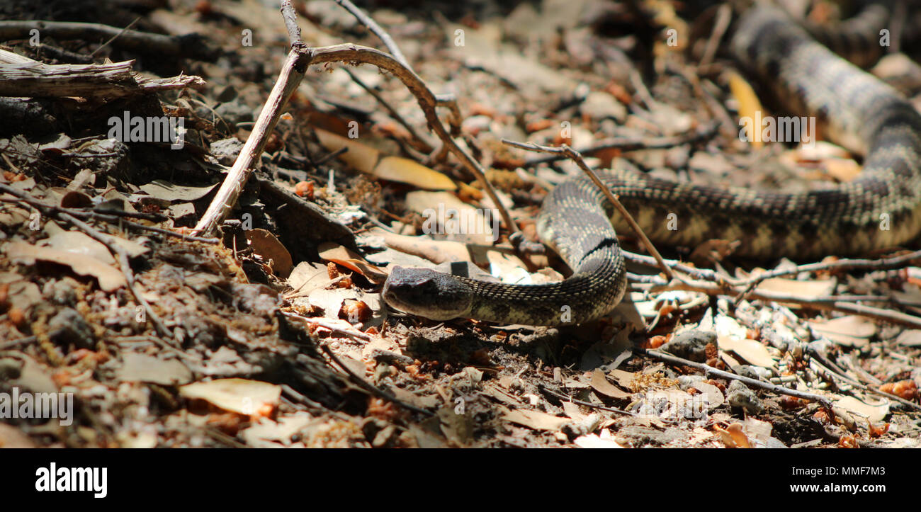 Rattlesnake in Yosemite Stock Photo - Alamy