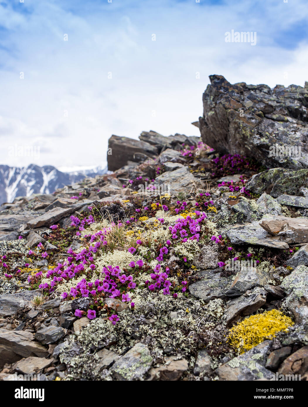 Scattered Bushes High Resolution Stock Photography and Images - Alamy