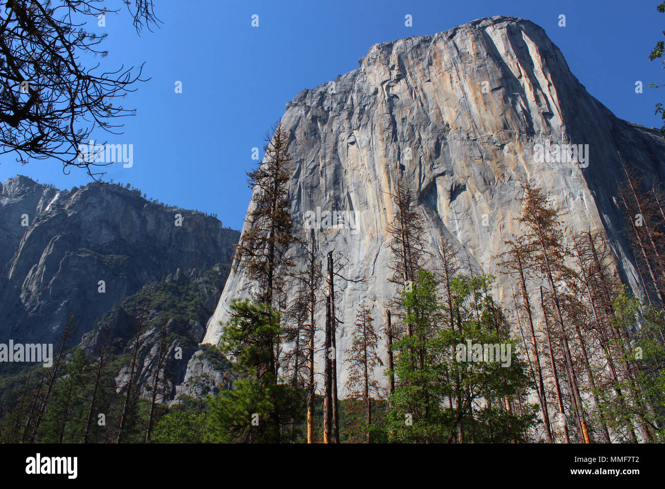 395 mammoth hi-res stock photography and images - Alamy